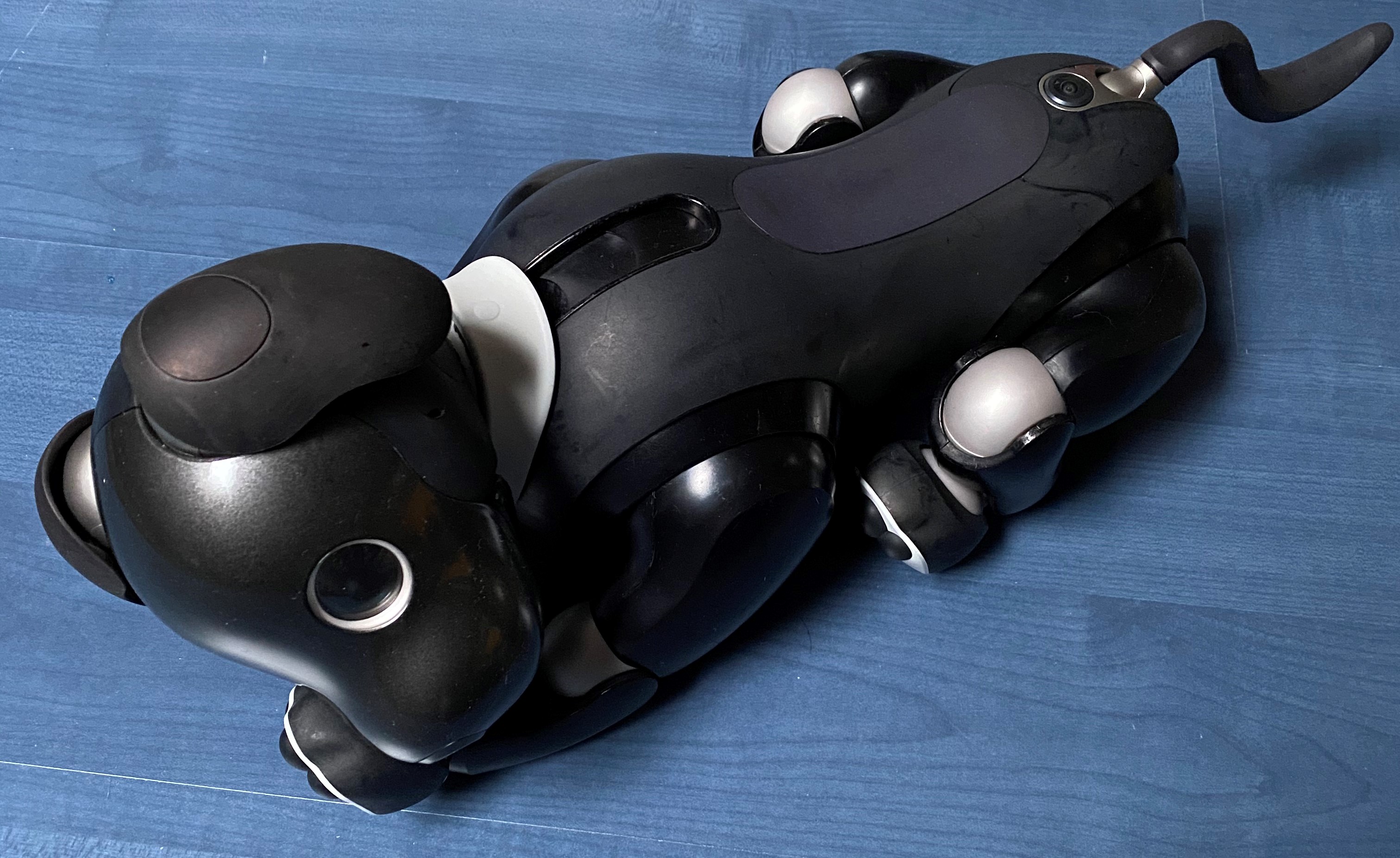 AIBO's - Design (Custom)